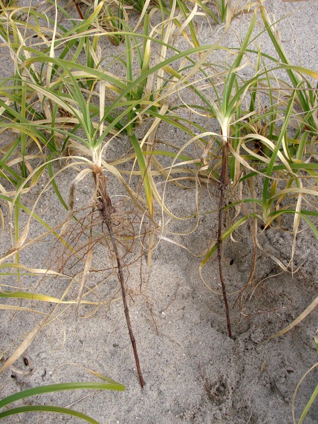 Birds Threatened by Asiatic Sand Sedge Invasion on Long Island - 10,000 ...