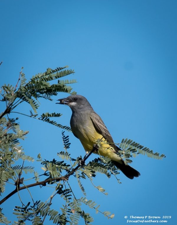 Arivaca Lake- The last stop before Mexico - 10,000 Birds