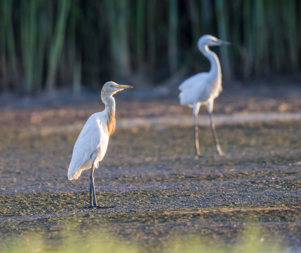 Birding Shanghai in August 2022 - 10,000 Birds