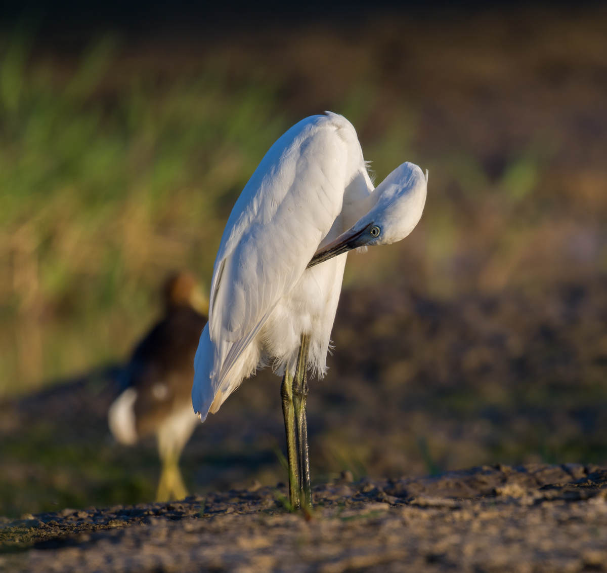Birding Shanghai in August 2022 - 10,000 Birds