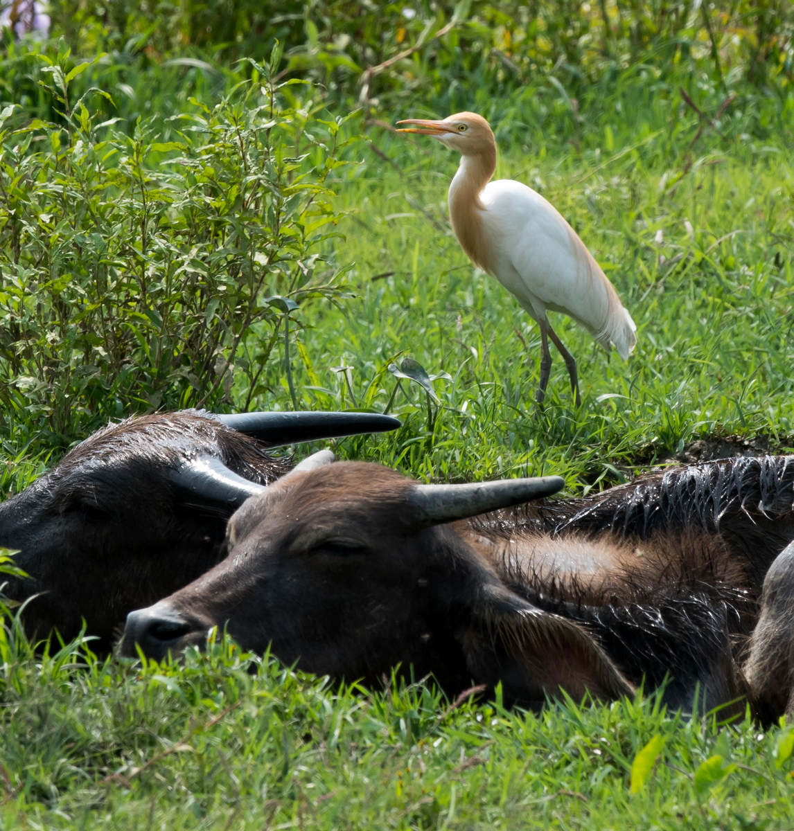 Birding Nabang, Yunnan (1) - 10,000 Birds