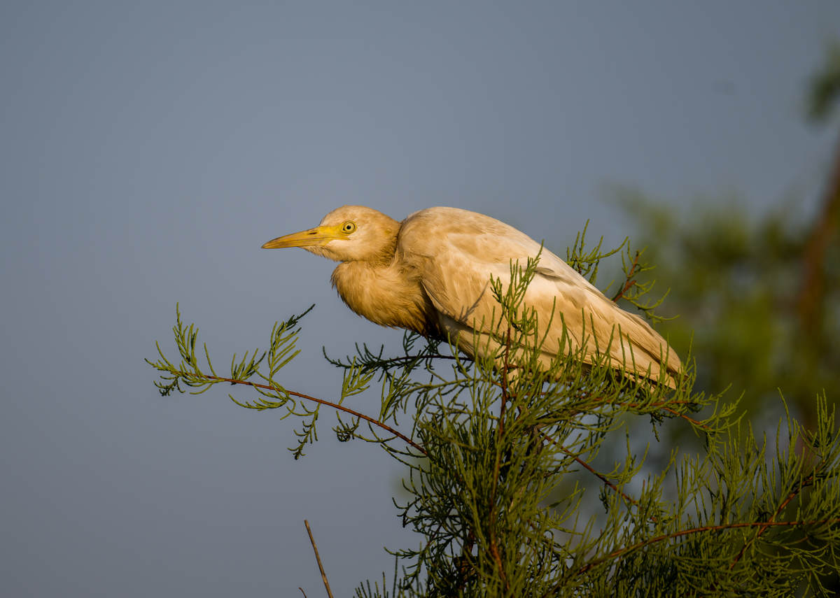 Birding Shanghai in August 2022 - 10,000 Birds