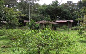 Quality Lowland Caribbean Birding in Costa Rica at Centro Manu - 10,000 ...