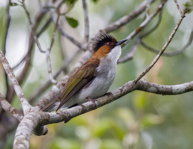 Birding Jianfengling, Hainan (A-H) - 10,000 Birds