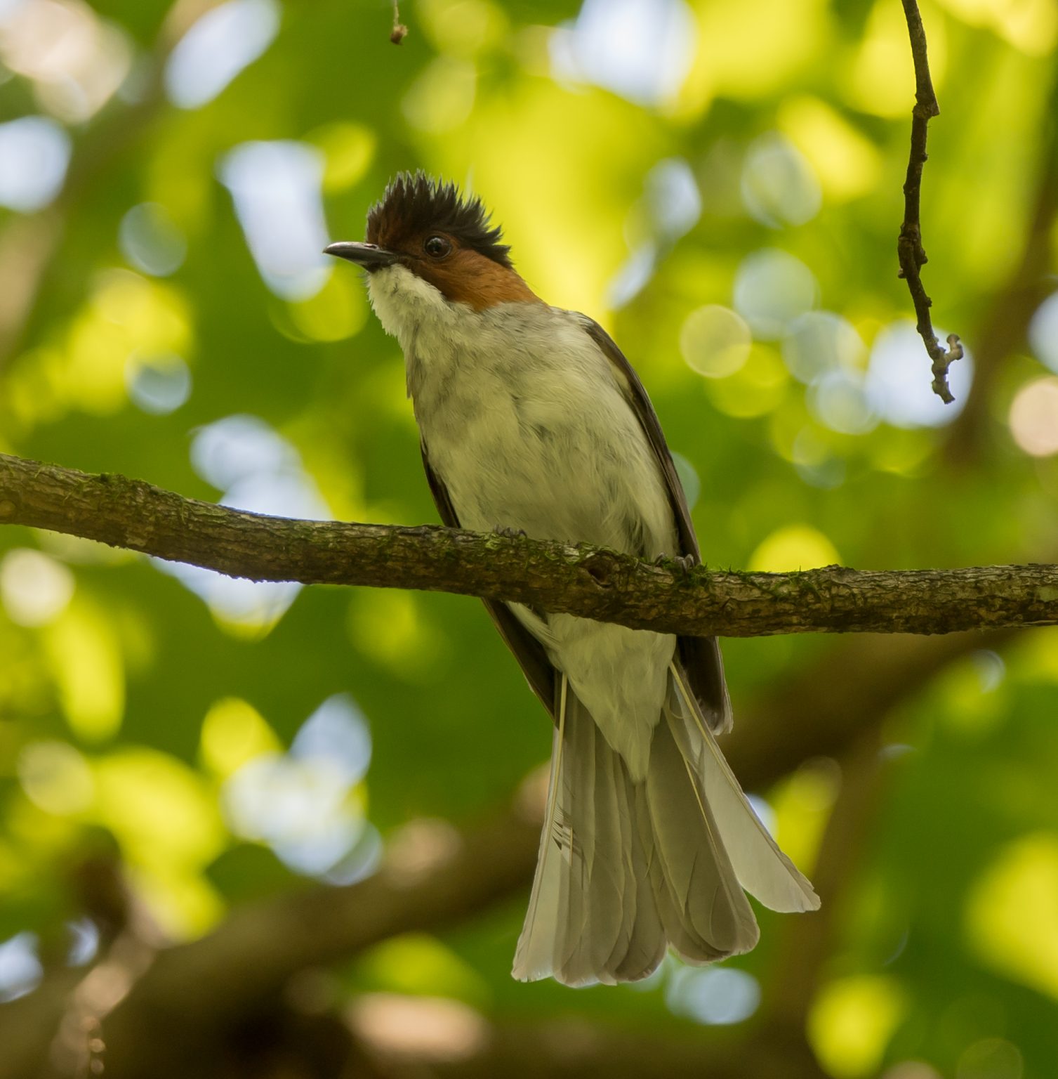 Tianmushan or Birding a Mulberry Tree - 10,000 Birds