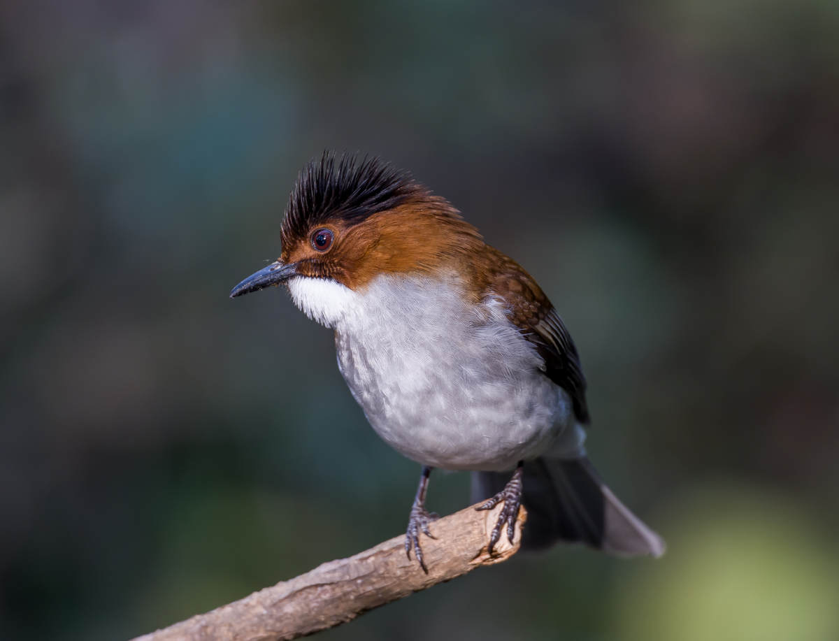 Birding Tianmashan, Shanghai in January 2023 - 10,000 Birds