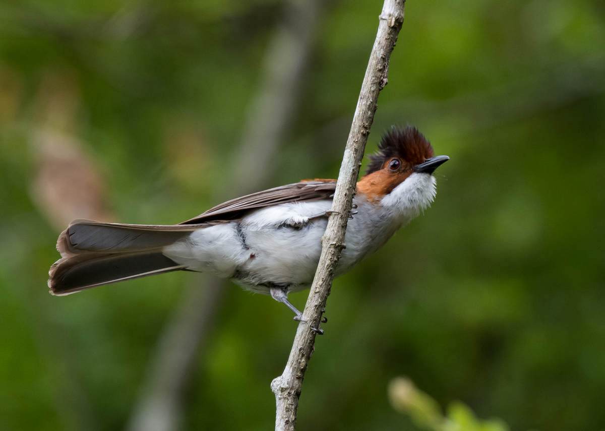 Birding Wuyuan, China - 10,000 Birds