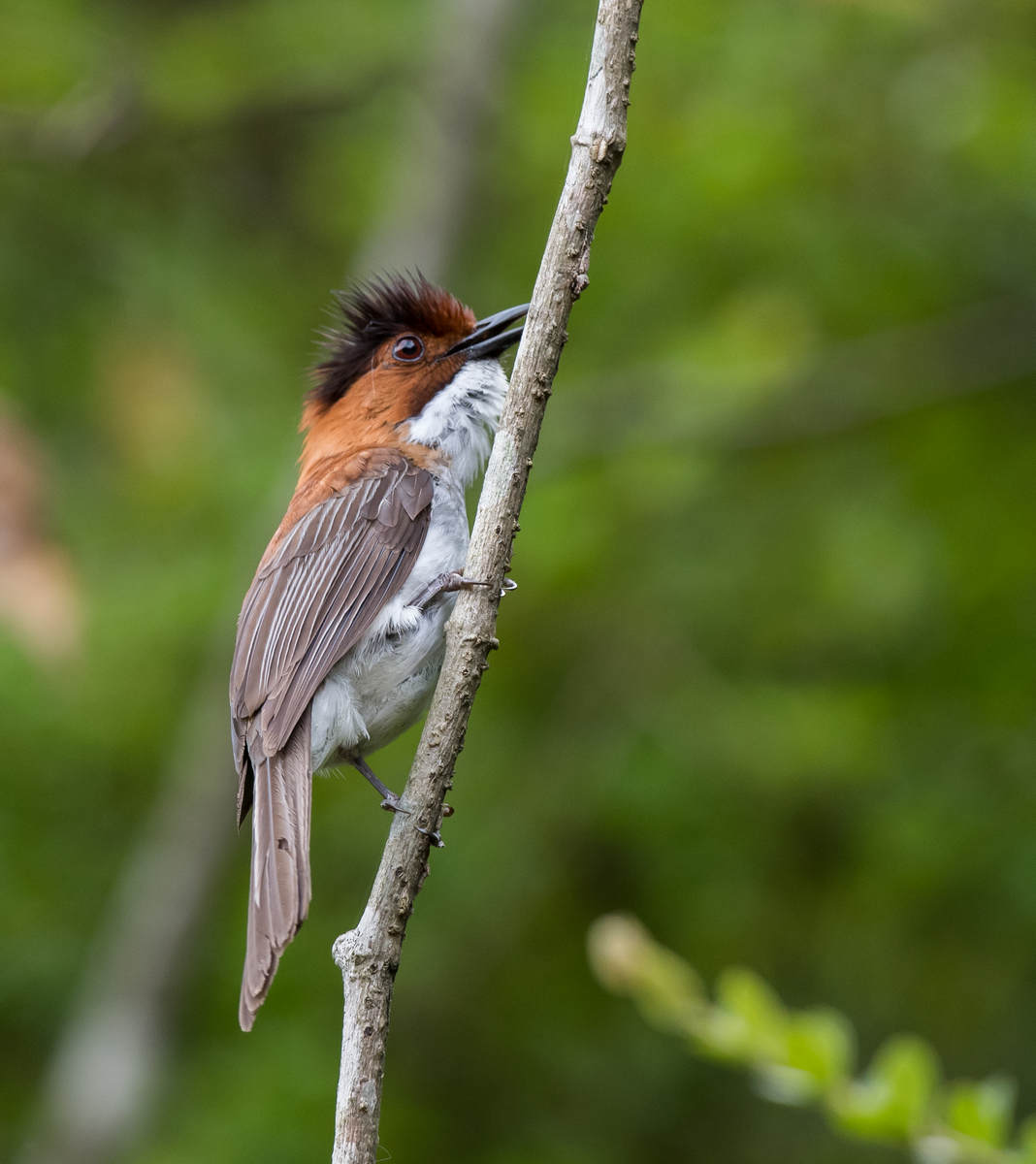 Birding Wuyuan, China - 10,000 Birds