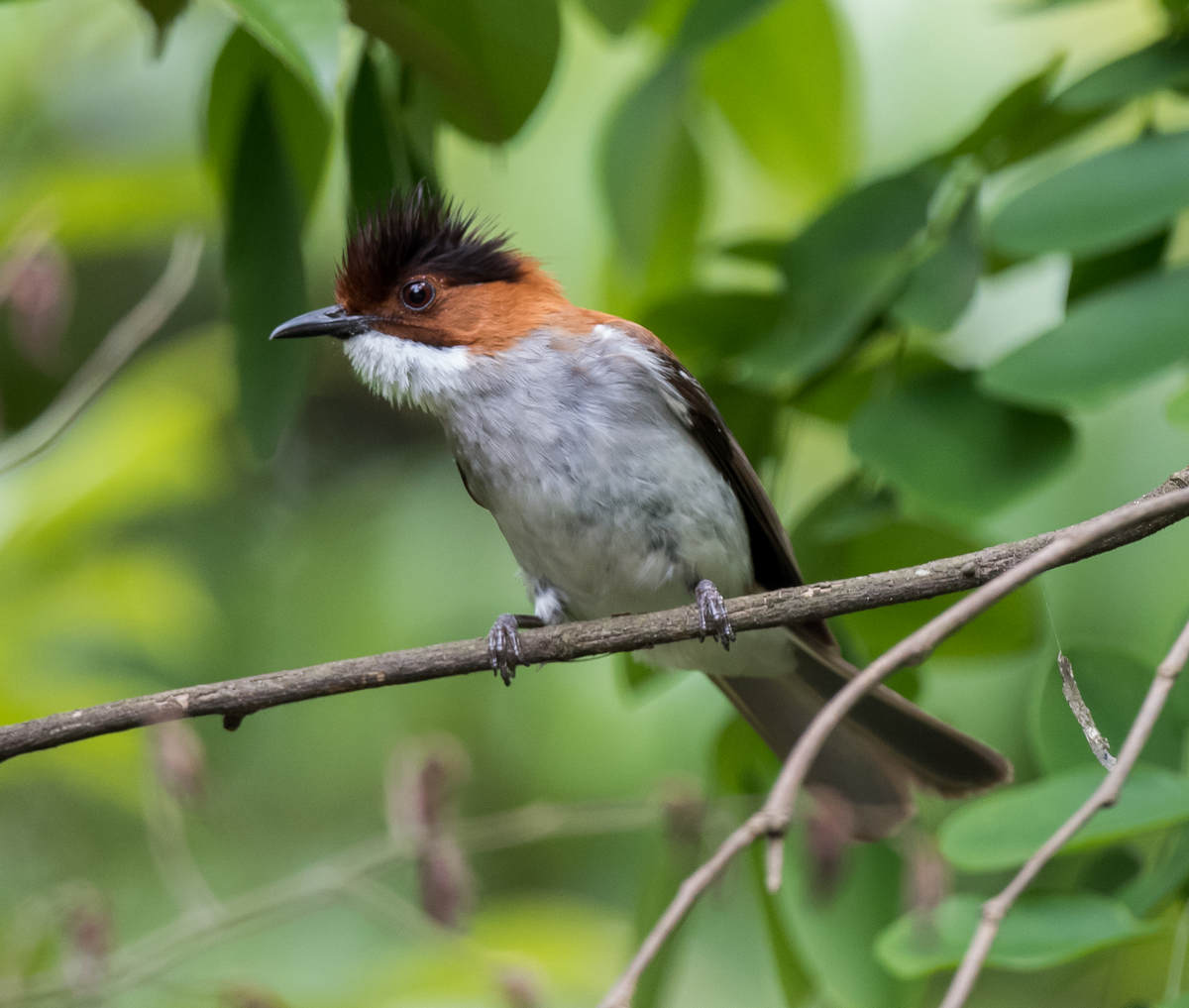 Birding Wuyuan, China - 10,000 Birds