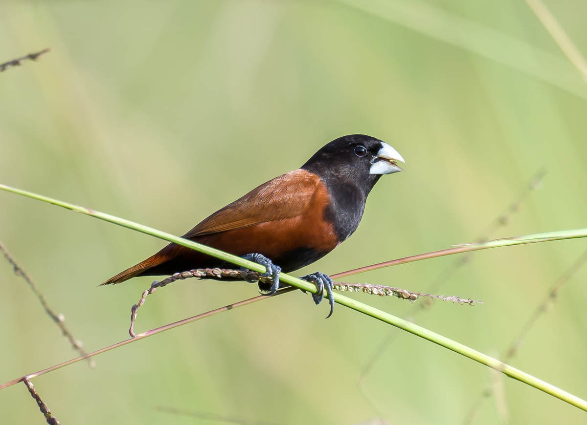 Birding Kota Kinabalu, Borneo: Rice Paddies - 10,000 Birds
