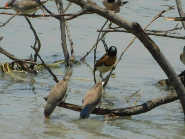 A solitary Chestnut-breasted Mannikin - 10,000 Birds