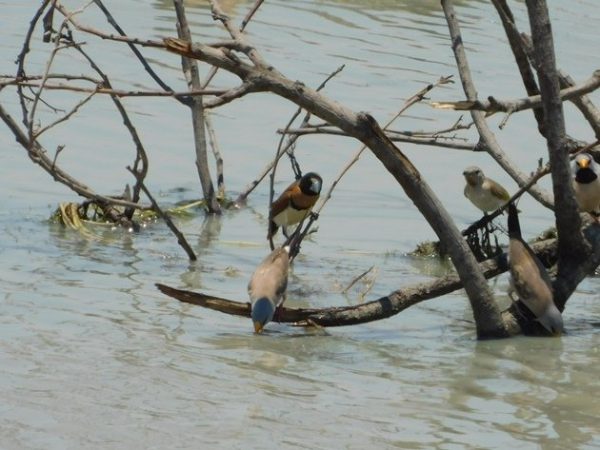 A solitary Chestnut-breasted Mannikin - 10,000 Birds