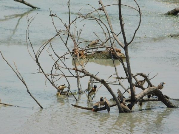 A solitary Chestnut-breasted Mannikin - 10,000 Birds