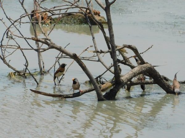 A solitary Chestnut-breasted Mannikin - 10,000 Birds