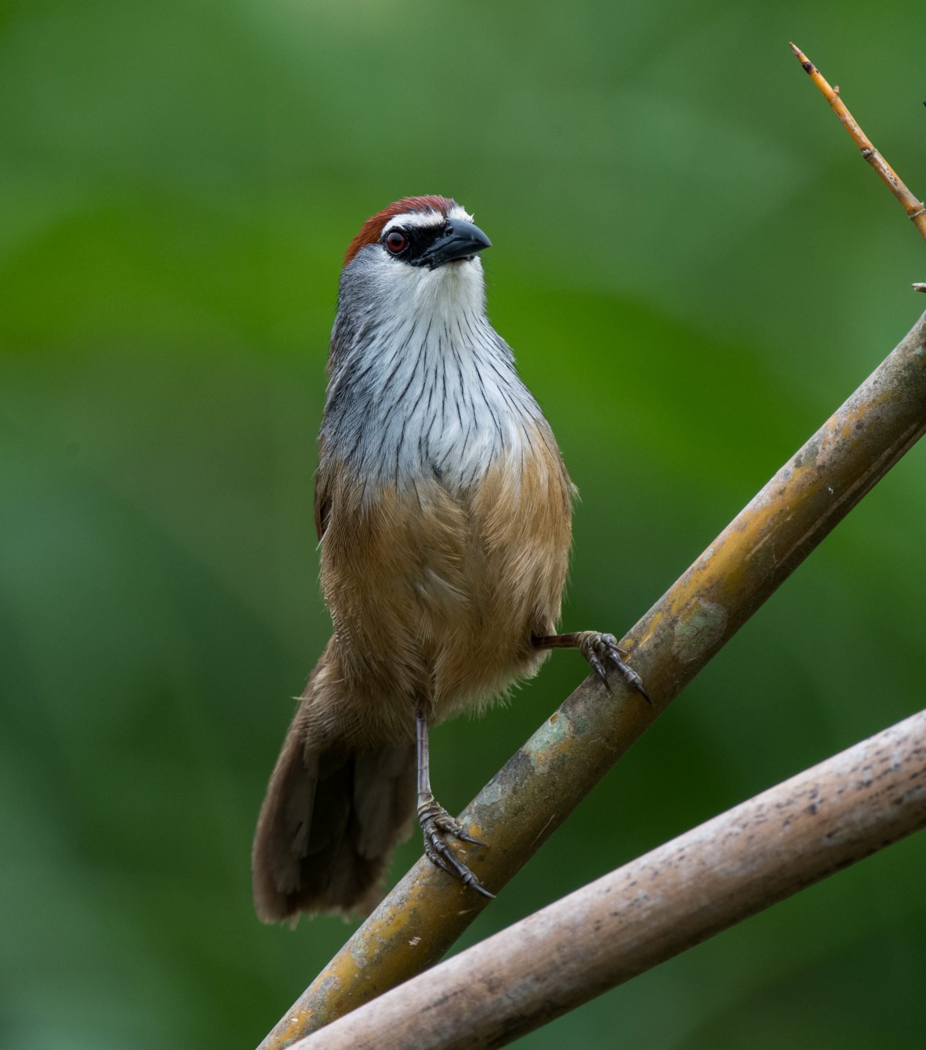 Birding Nonggang, Guangxi, China - 10,000 Birds