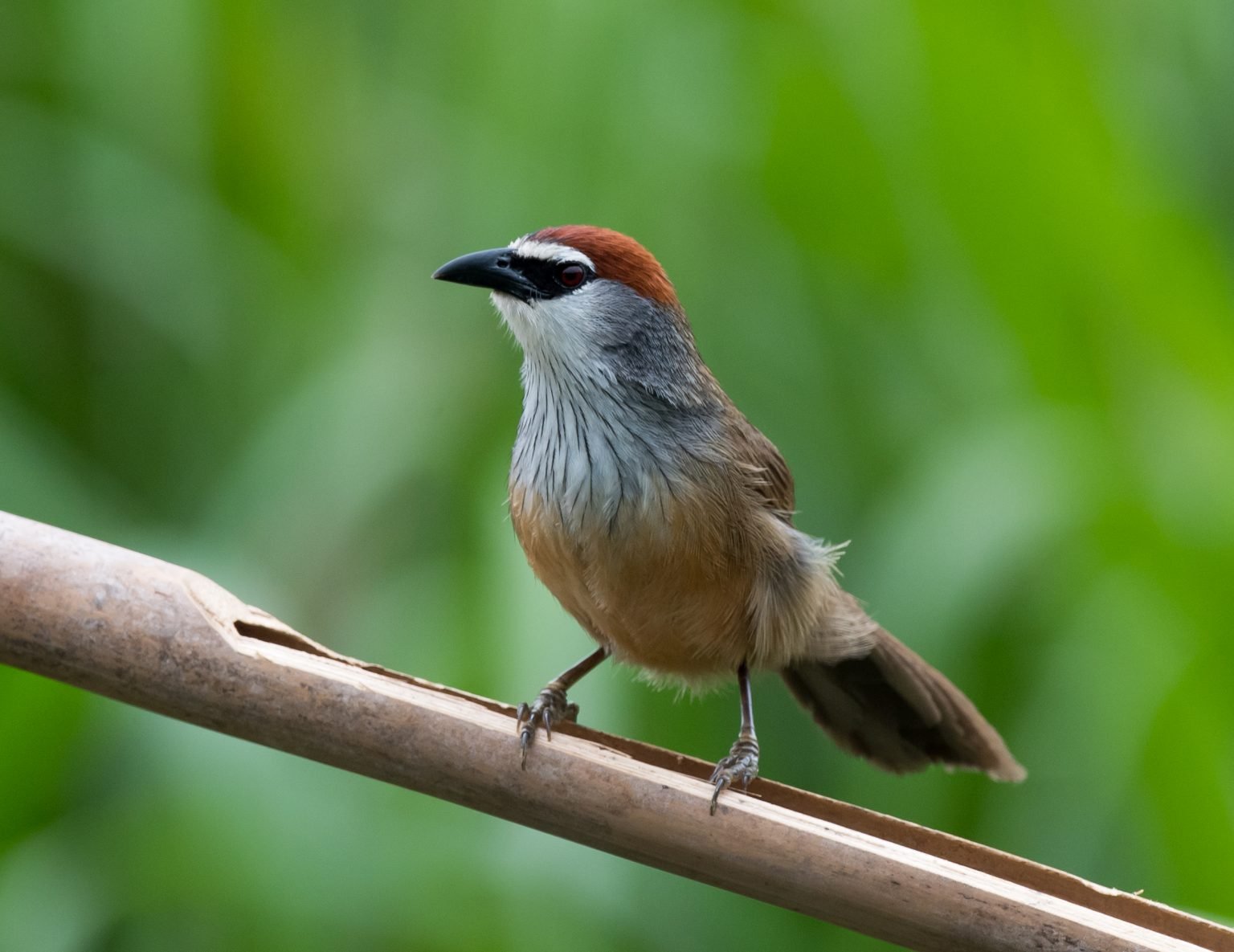 Birding Nonggang, Guangxi, China - 10,000 Birds