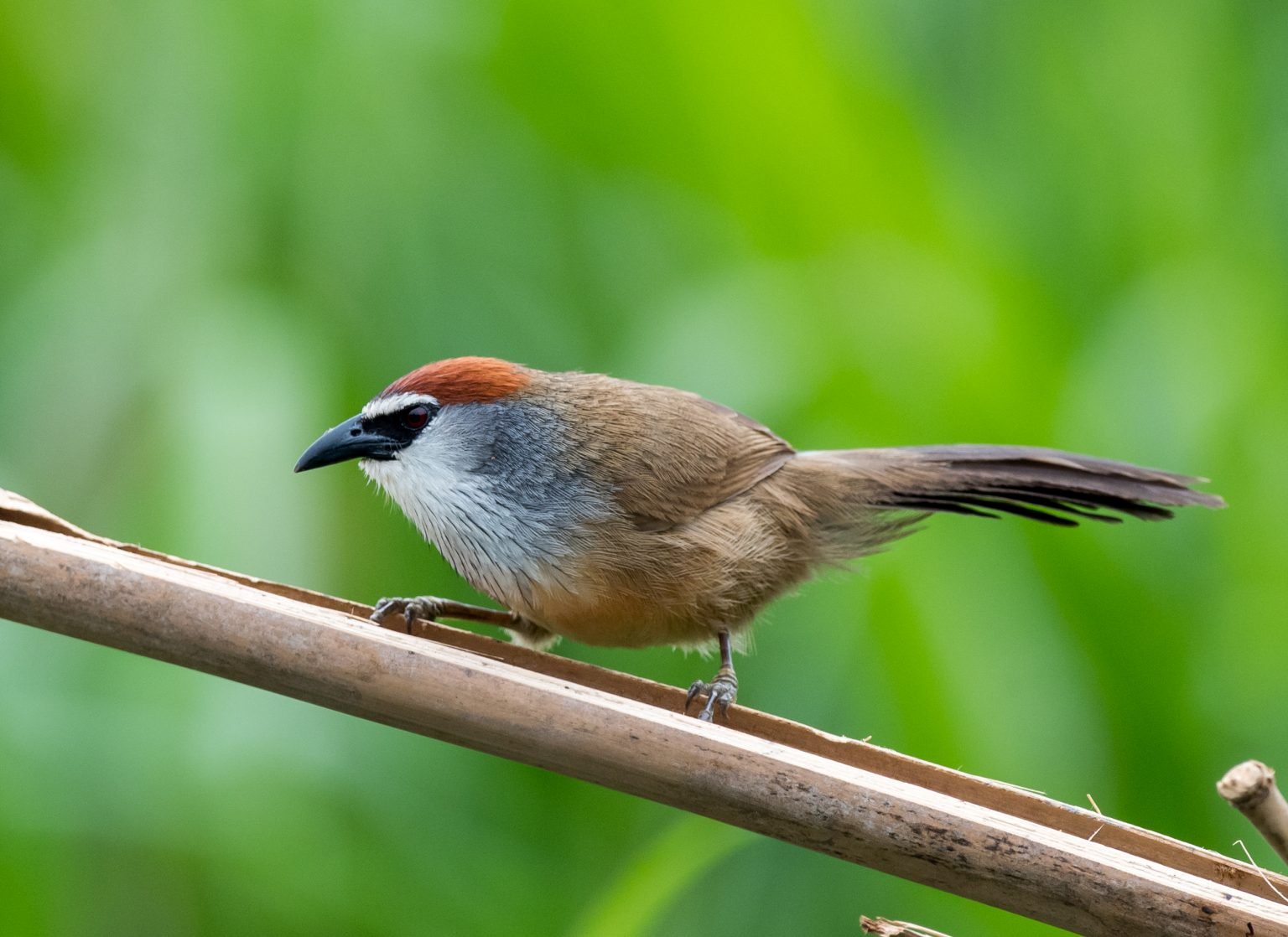 Birding Nonggang, Guangxi, China - 10,000 Birds