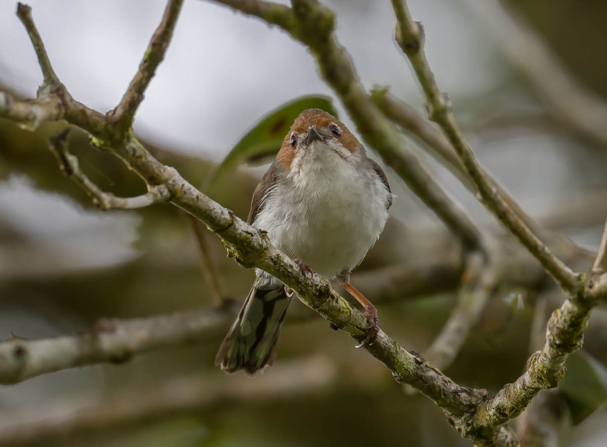 Birding Mount Kinabalu, Sabah, Borneo - 10,000 Birds