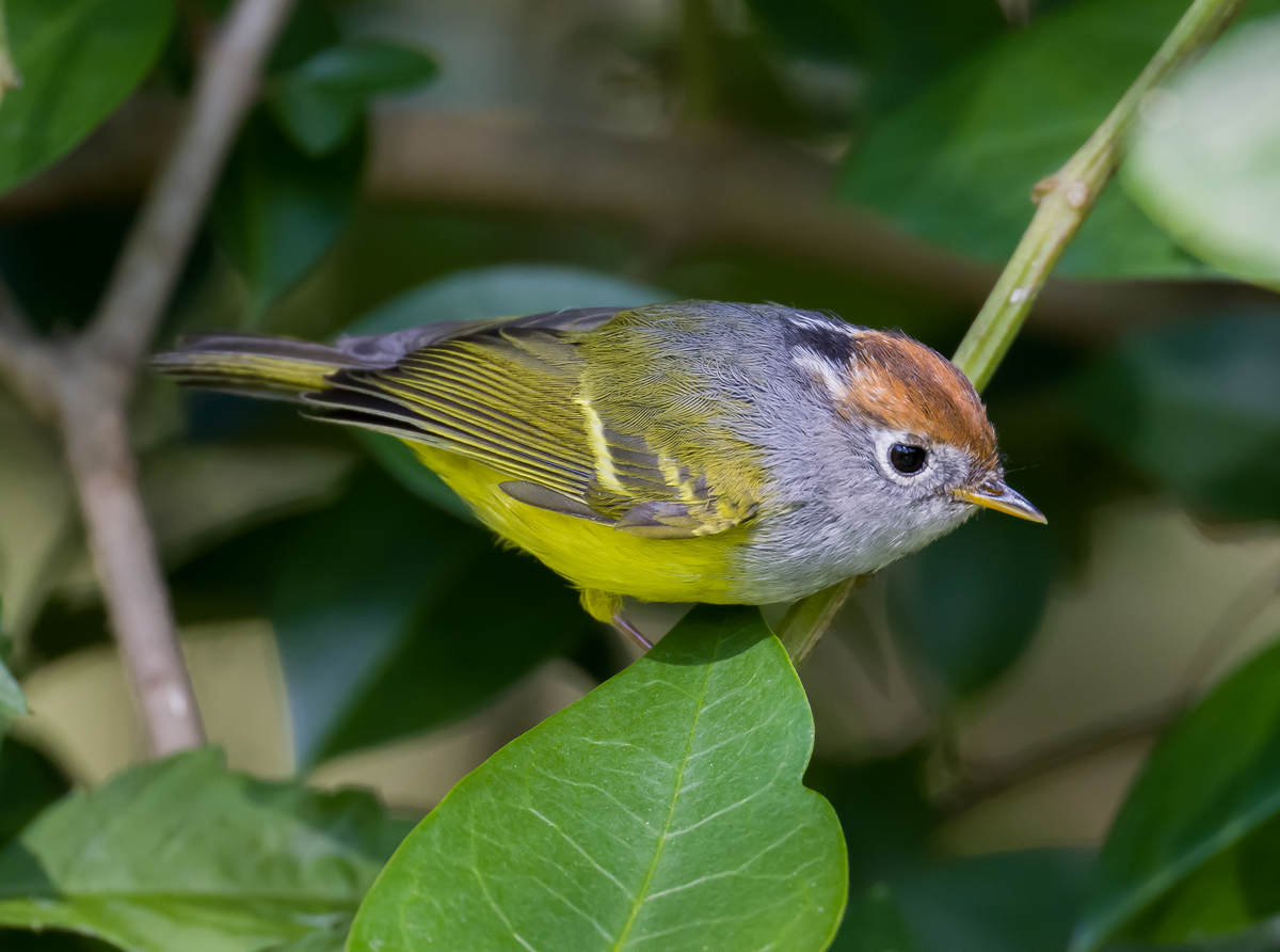 Birding Shanghai in November 2022 – 10,000 Birds