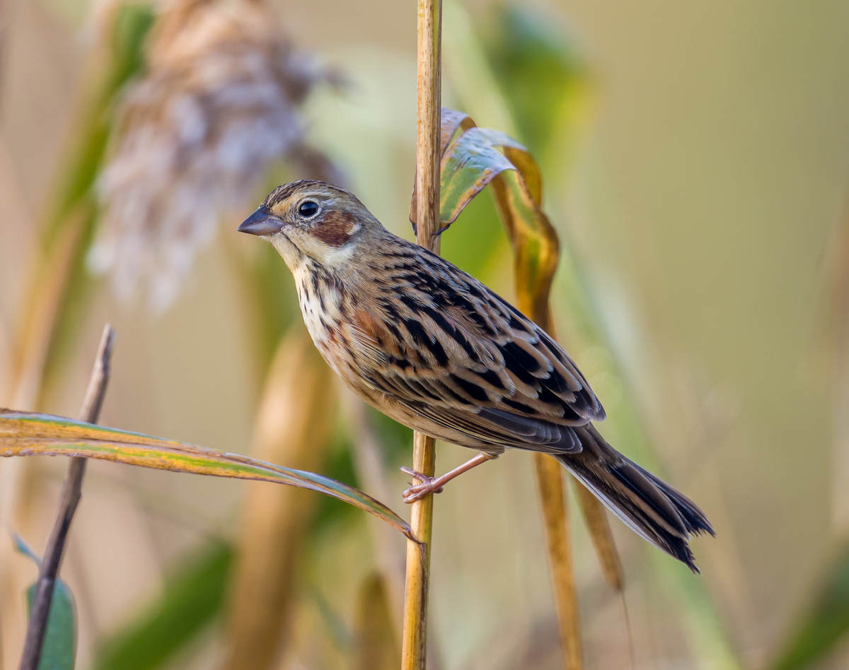 Birding Shanghai in November 2022 - 10,000 Birds