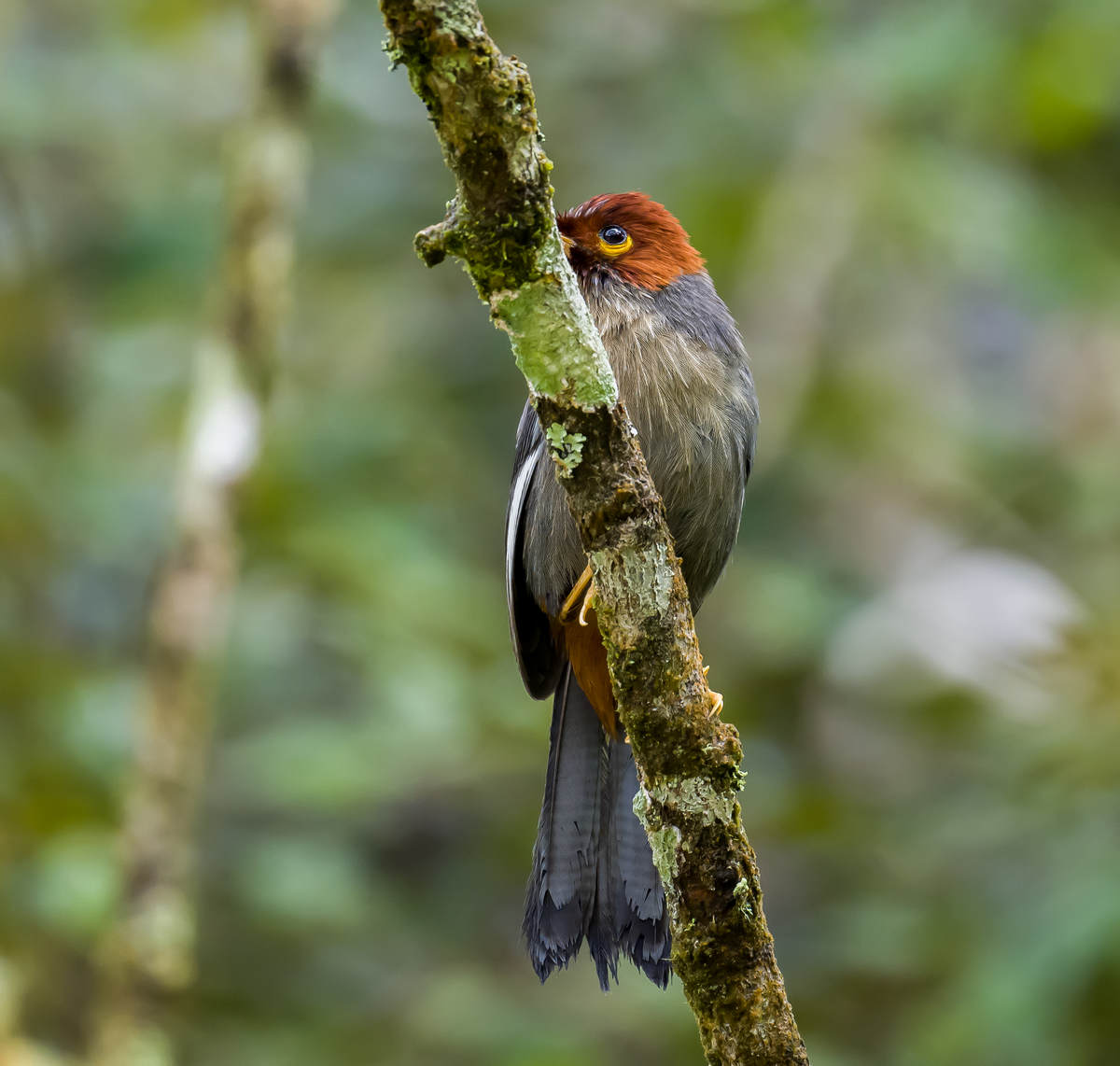 Birding Mount Kinabalu, Sabah, Borneo - 10,000 Birds