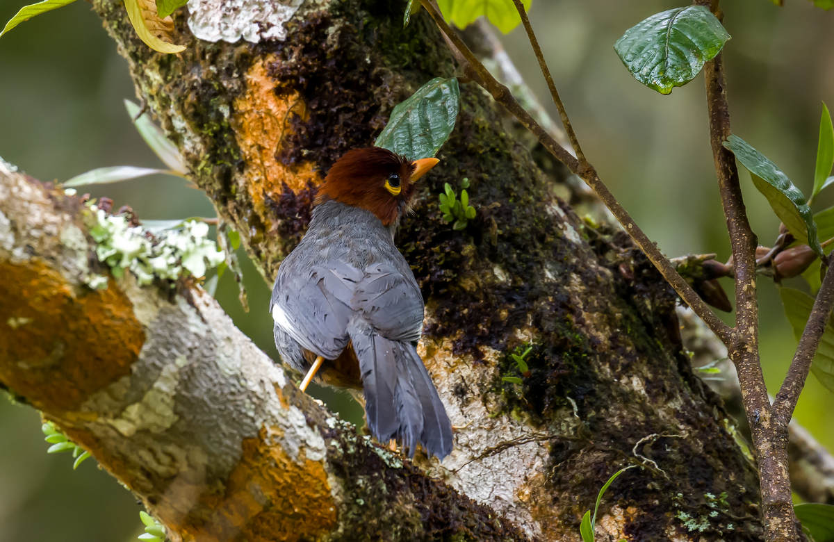 Birding Mount Kinabalu, Sabah, Borneo - 10,000 Birds