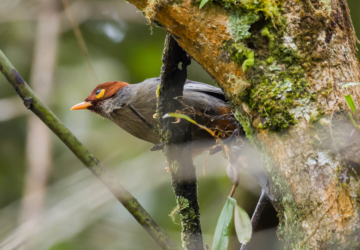 Birding Mount Kinabalu, Sabah, Borneo - 10,000 Birds