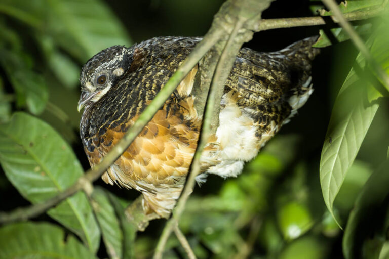 Birding Sukau, Sabah, Borneo - 10,000 Birds