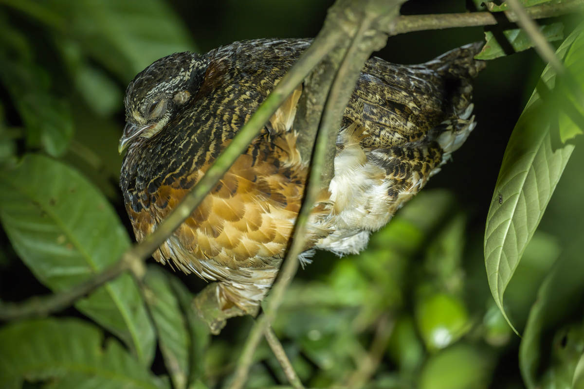 Birding Sukau, Sabah, Borneo - 10,000 Birds