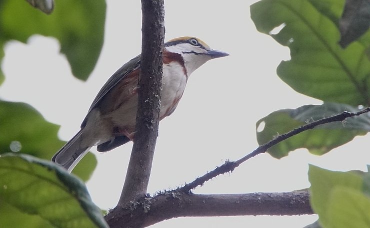 Paradise Regained - 10,000 Birds