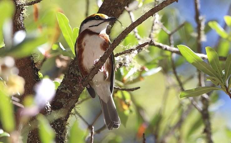 My Favorite Mexican Birdsongs - 10,000 Birds