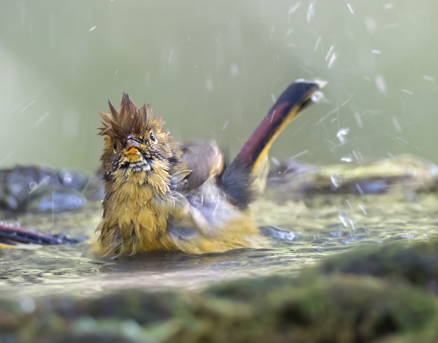 Wet Birds - 10,000 Birds