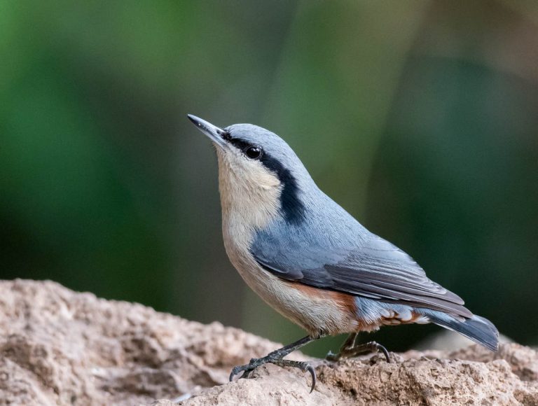 Baihualing - The Trequel - 10,000 Birds