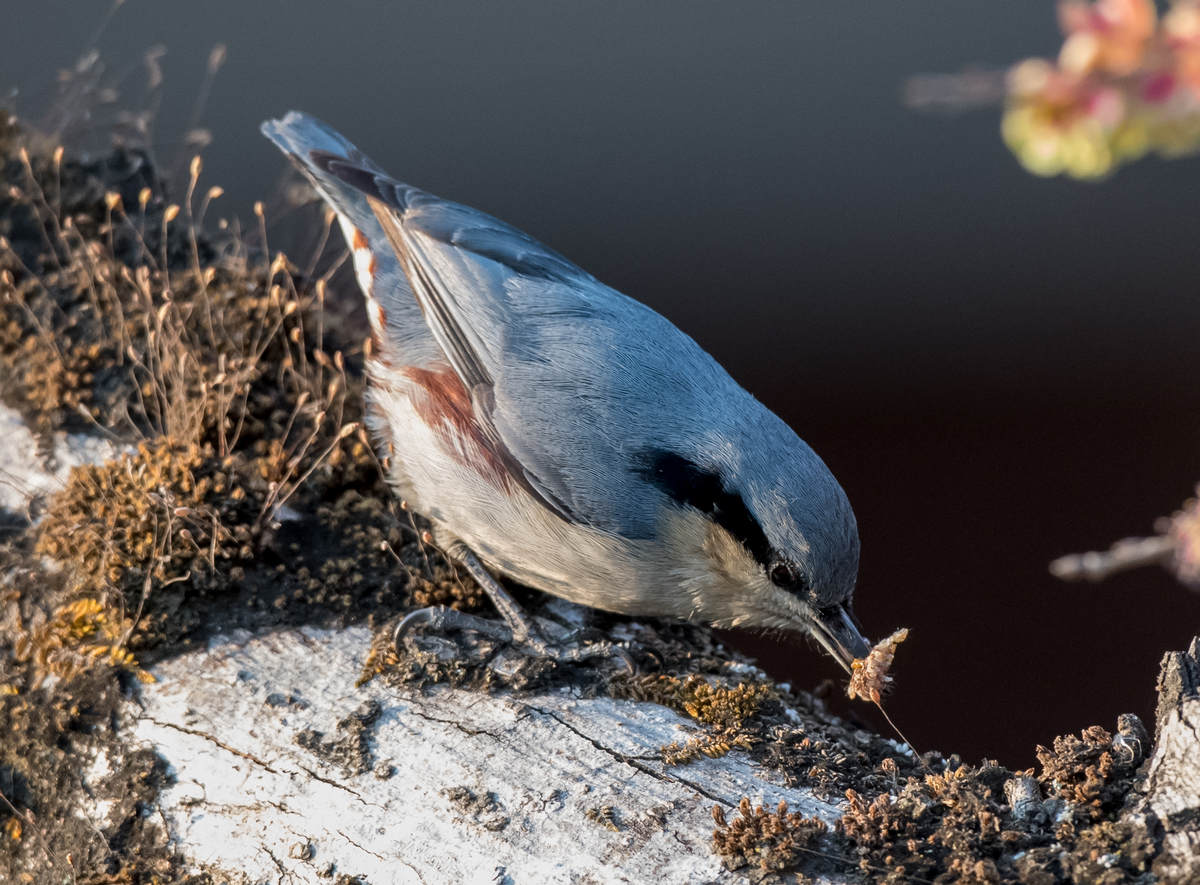 Birding Tengchong, Yunnan, China in 2017 - 10,000 Birds