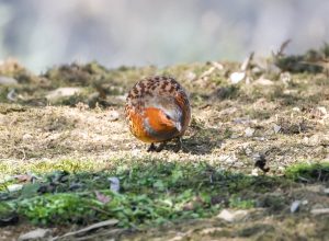 Birding Yibin, Sichuan - 10,000 Birds