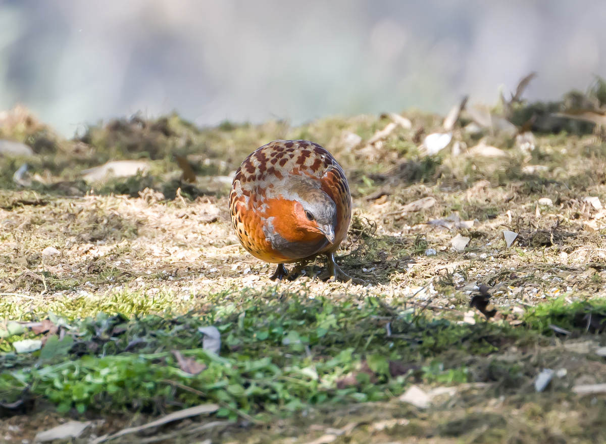 Birding Yibin, Sichuan - 10,000 Birds