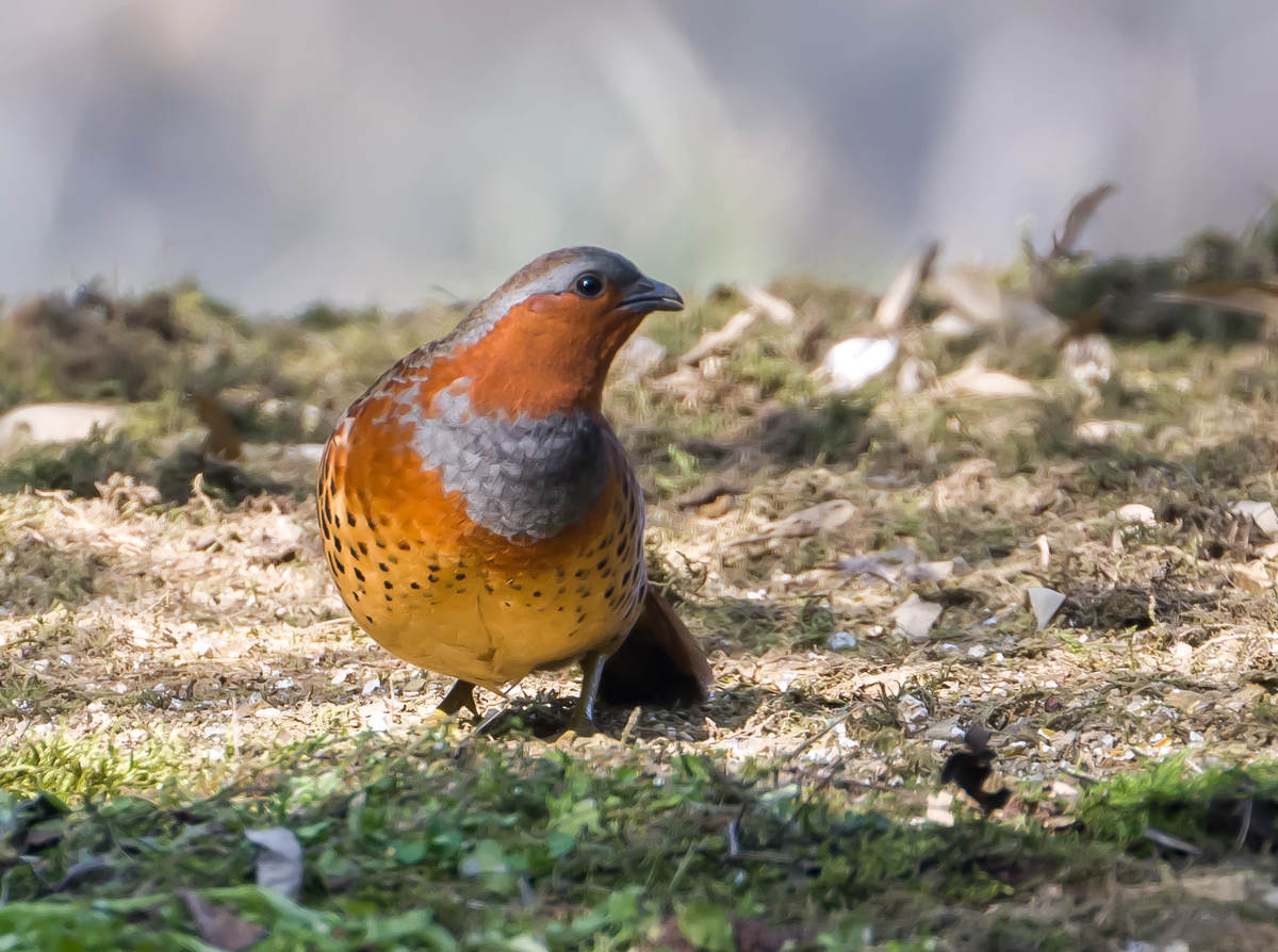 Birding Yibin, Sichuan - 10,000 Birds