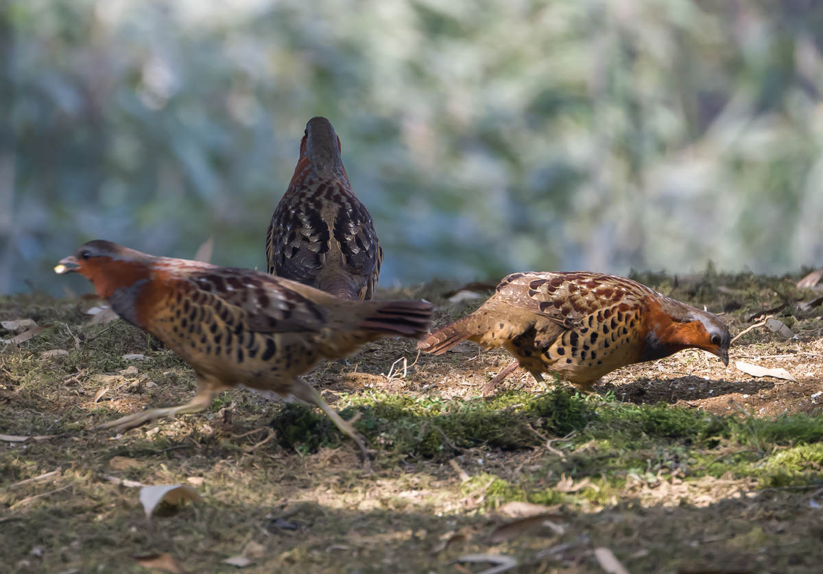 Birding Yibin, Sichuan - 10,000 Birds