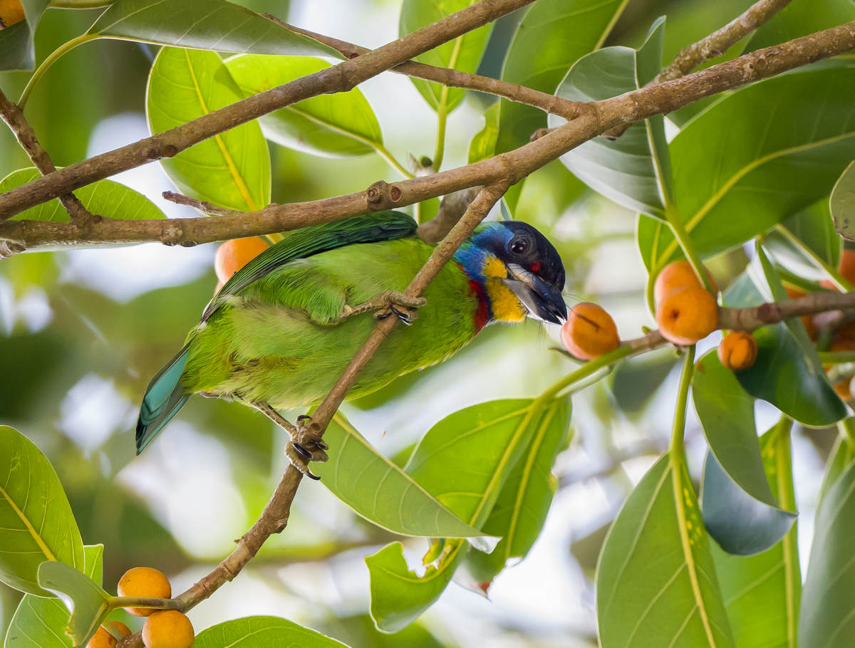 Birding Jianfengling, Hainan (A-H) - 10,000 Birds