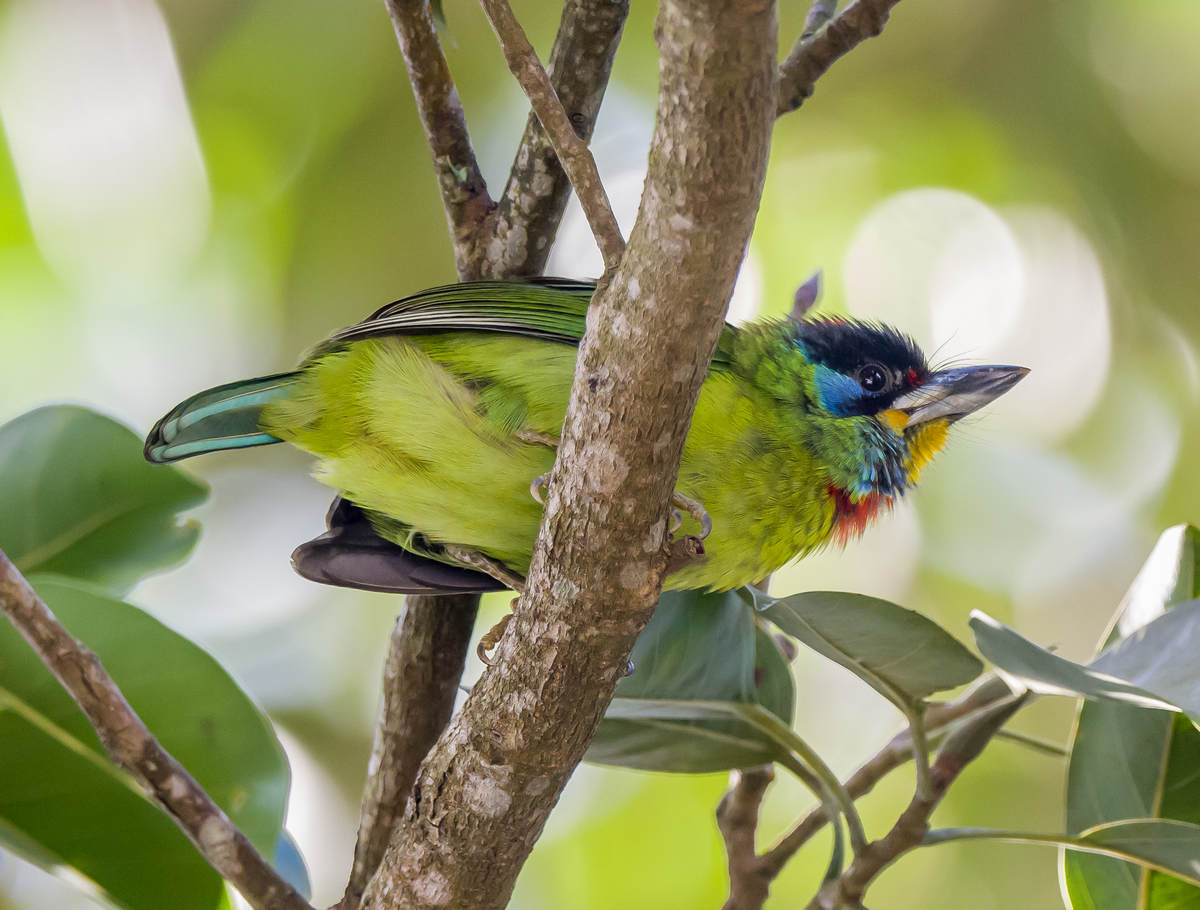 Birding Jianfengling, Hainan (A-H) - 10,000 Birds