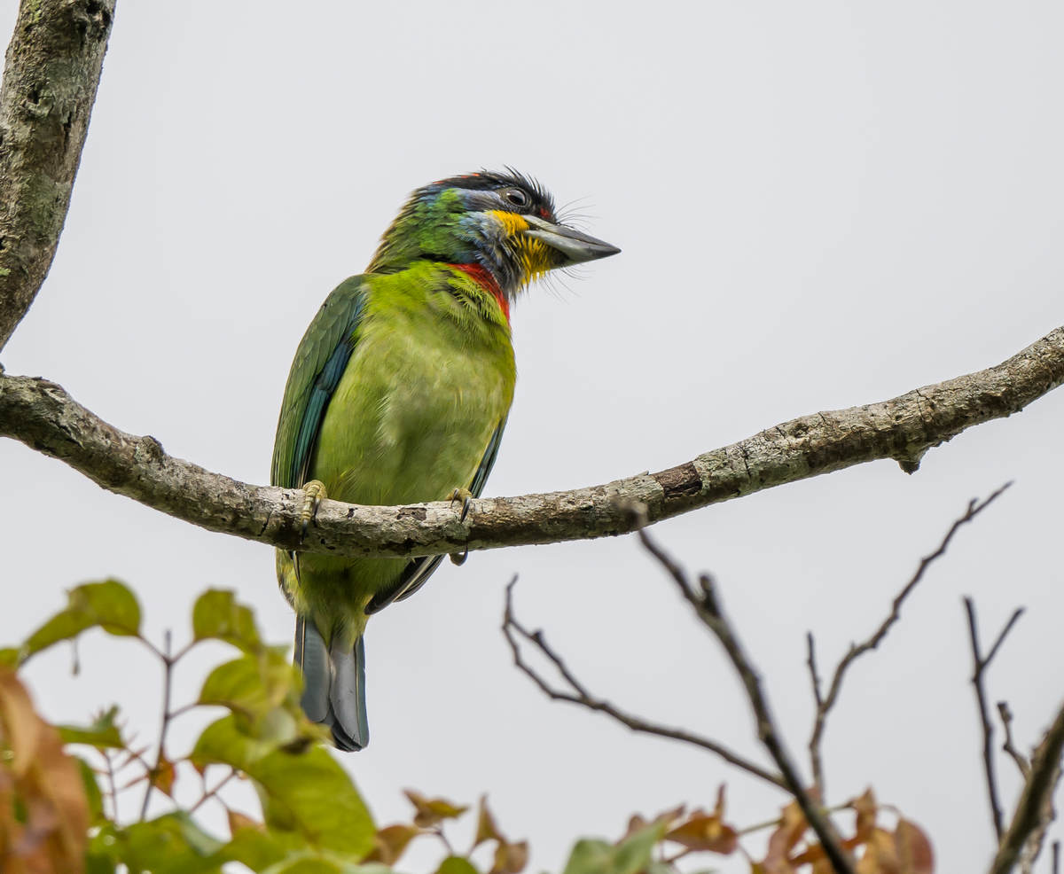 Birding Jianfengling, Hainan (A-H) - 10,000 Birds