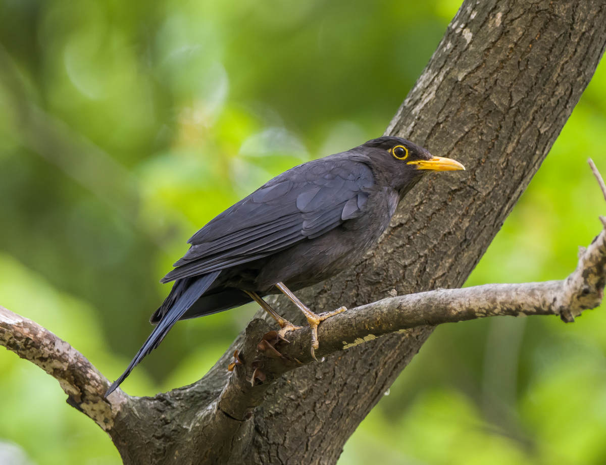 Birding Shanghai in May 2022 - 10,000 Birds