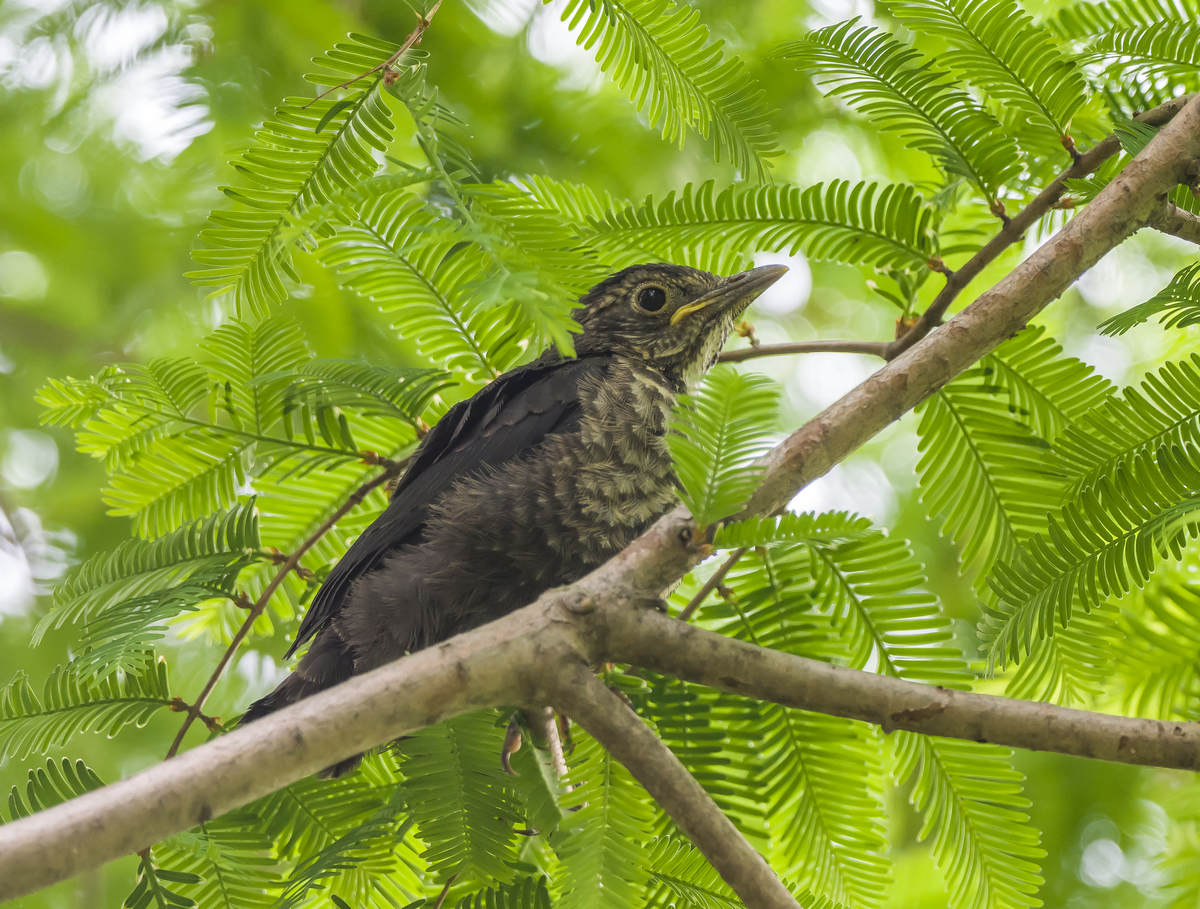 Birding Shanghai in May 2022 - 10,000 Birds