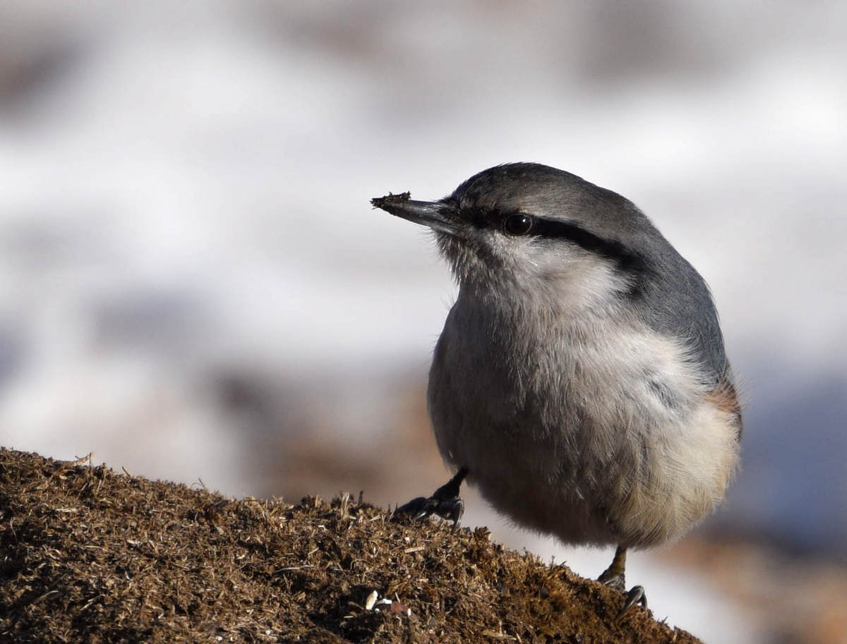 Birding Inner Mongolia - 10,000 Birds