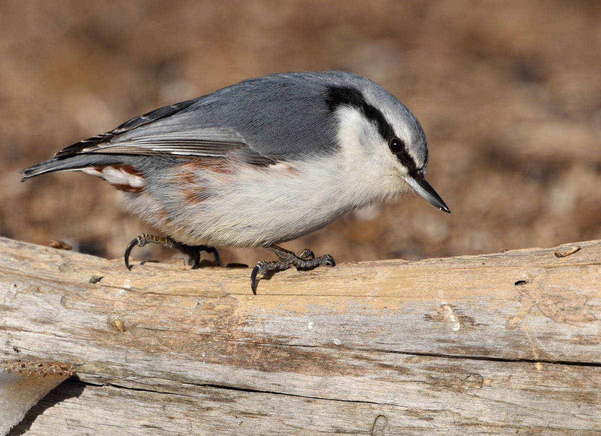 Birding Inner Mongolia - 10,000 Birds