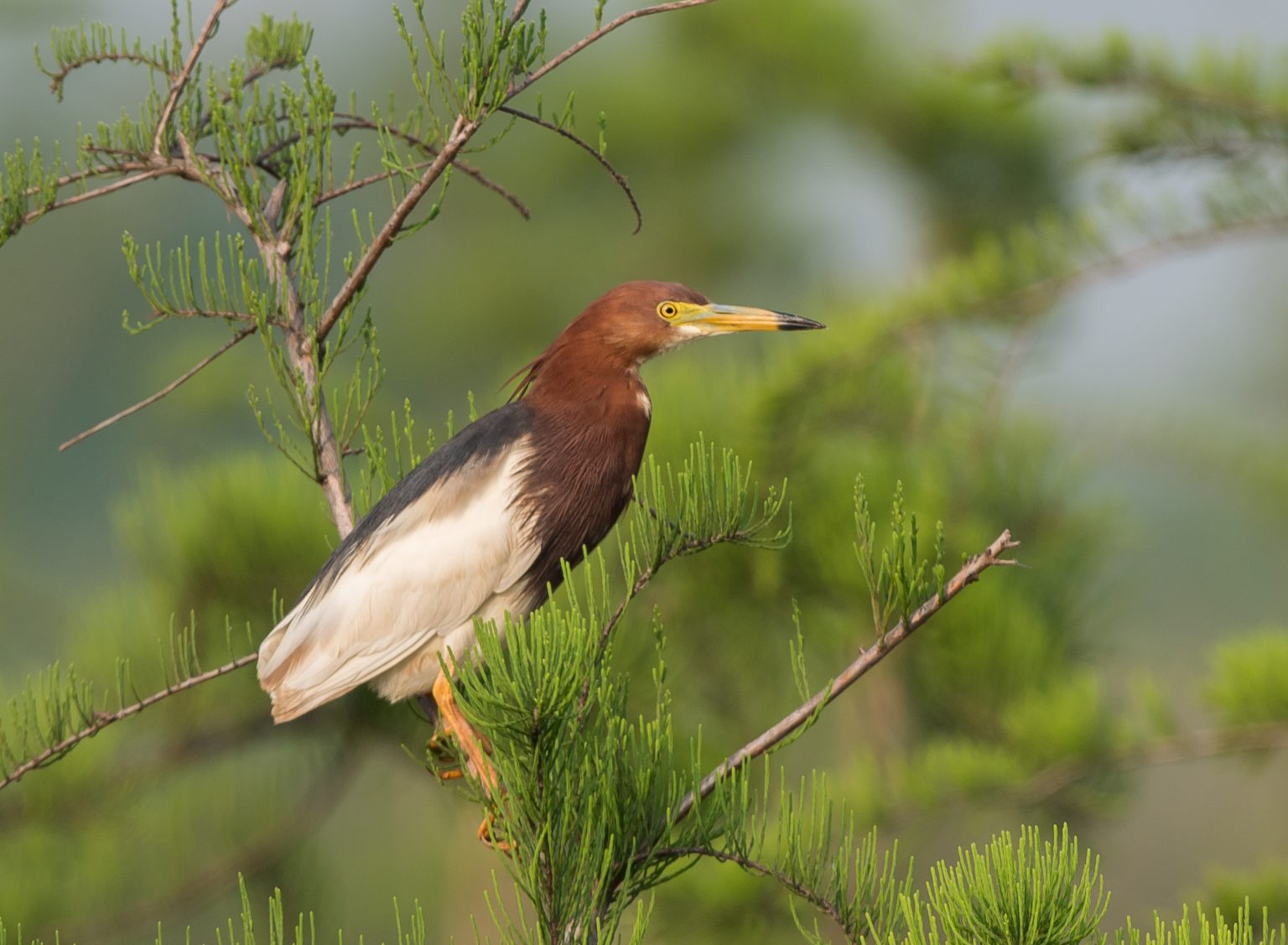 Birding Shanghai in May - 10,000 Birds