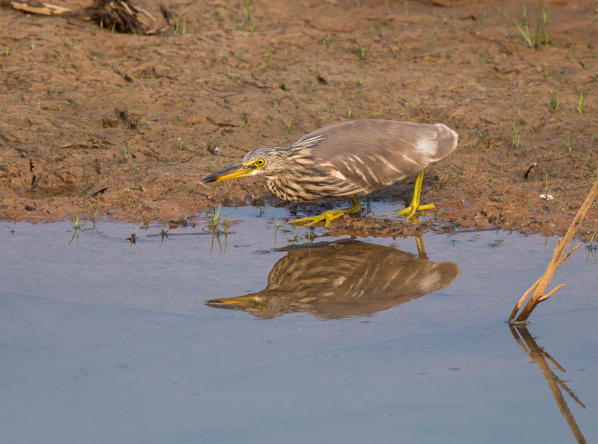 Birding Fuzhou National Forest Park - 10,000 Birds