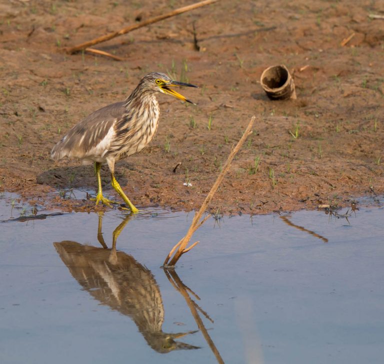 Birding Fuzhou National Forest Park - 10,000 Birds