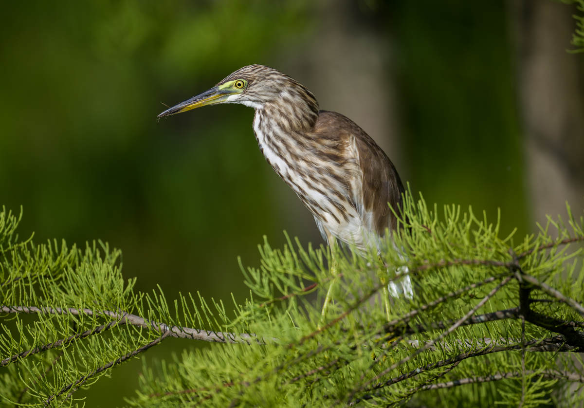 Birding Shanghai in August 2023 - 10,000 Birds
