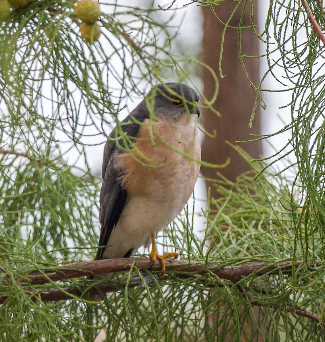 Raptors of Nanhui, Shanghai - 10,000 Birds